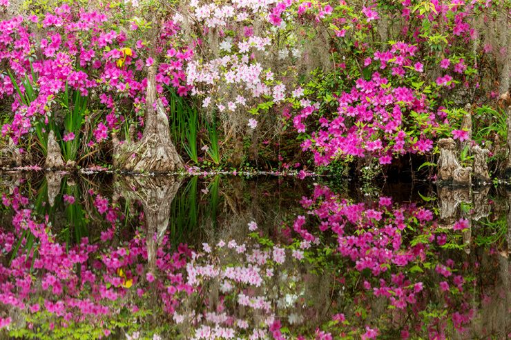 Reflections of Magnolia - Mary Presson Roberts Photography