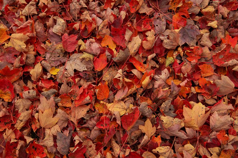 Leaf Litter - Mary Presson Roberts Photography