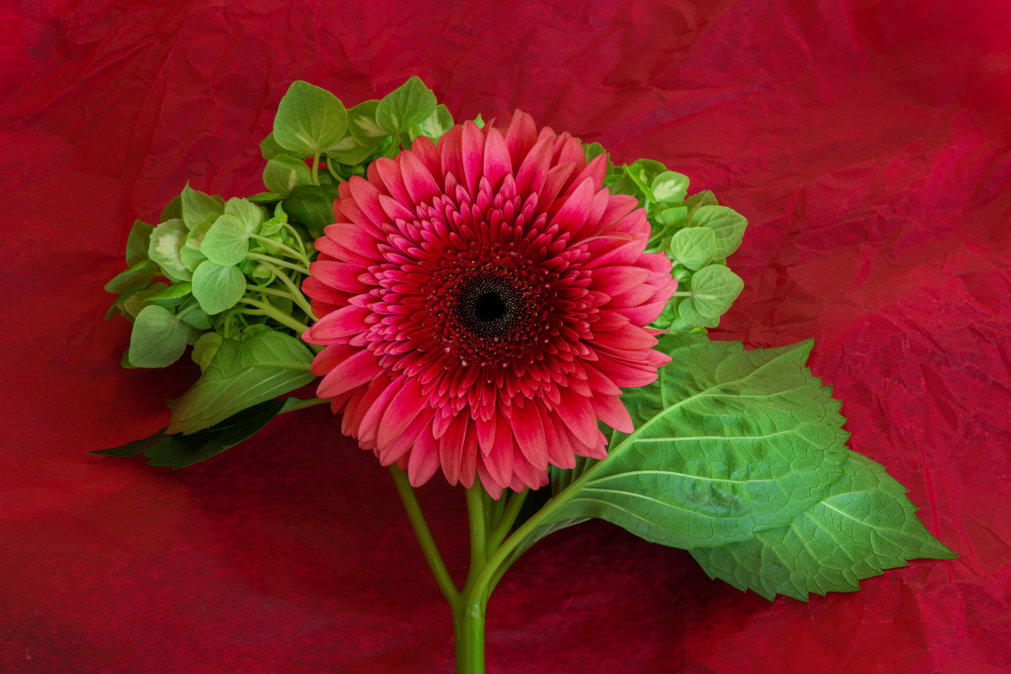 Images Twenty-Four, Twenty-Five, Twenty-Six, Twenty-Seven and Twenty ...